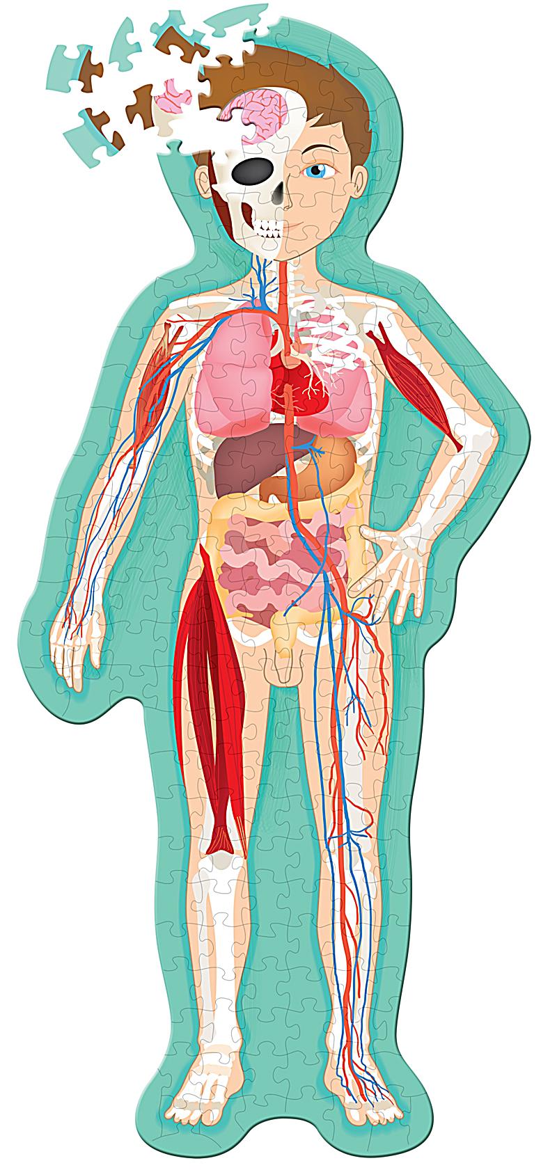 Sassi - Der Menschliche Körper - Puzzle und Buch | Weltbild.ch