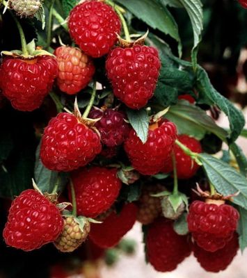 4er Beerenobst-Set jetzt bei Weltbild.de bestellen