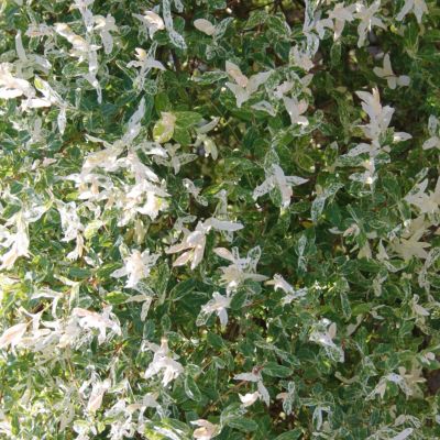 Japanische Harlekinweide Hakuro Nishiki, Stamm, 1 Stück | Weltbild.de